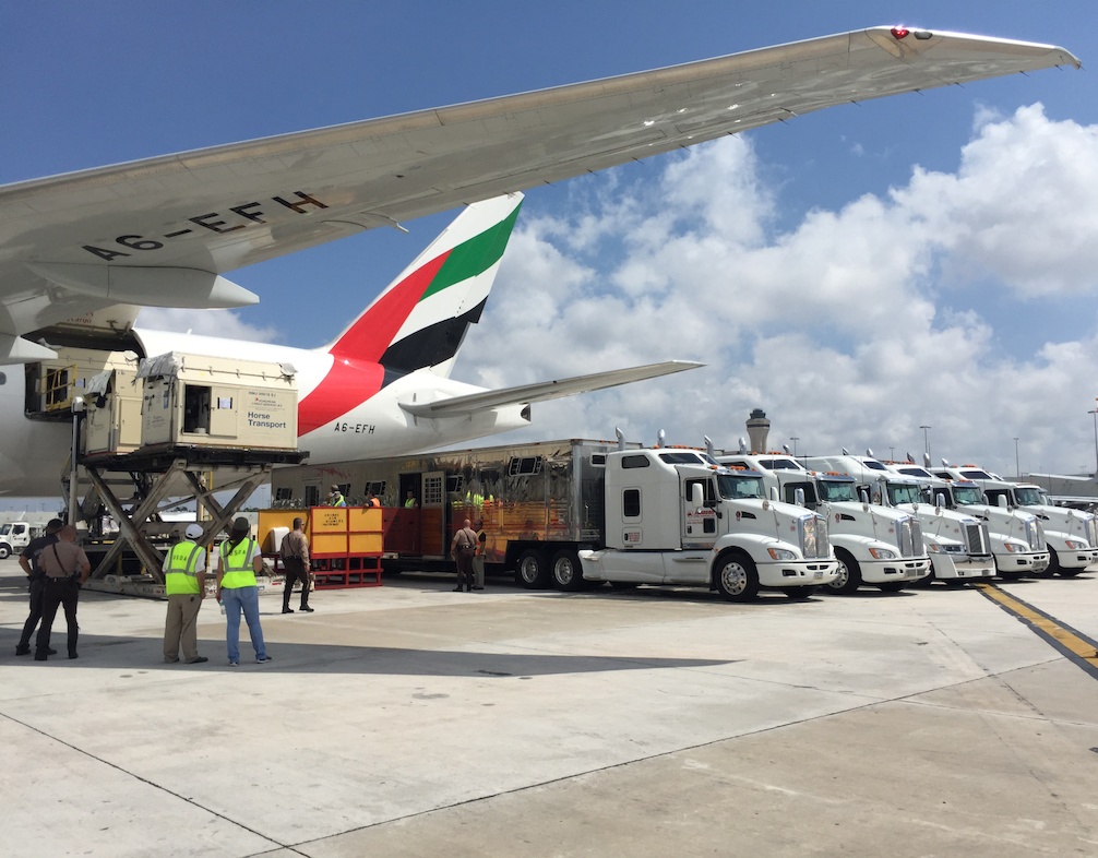 Emirates SkyCargo transports close to 100 horses across three ...